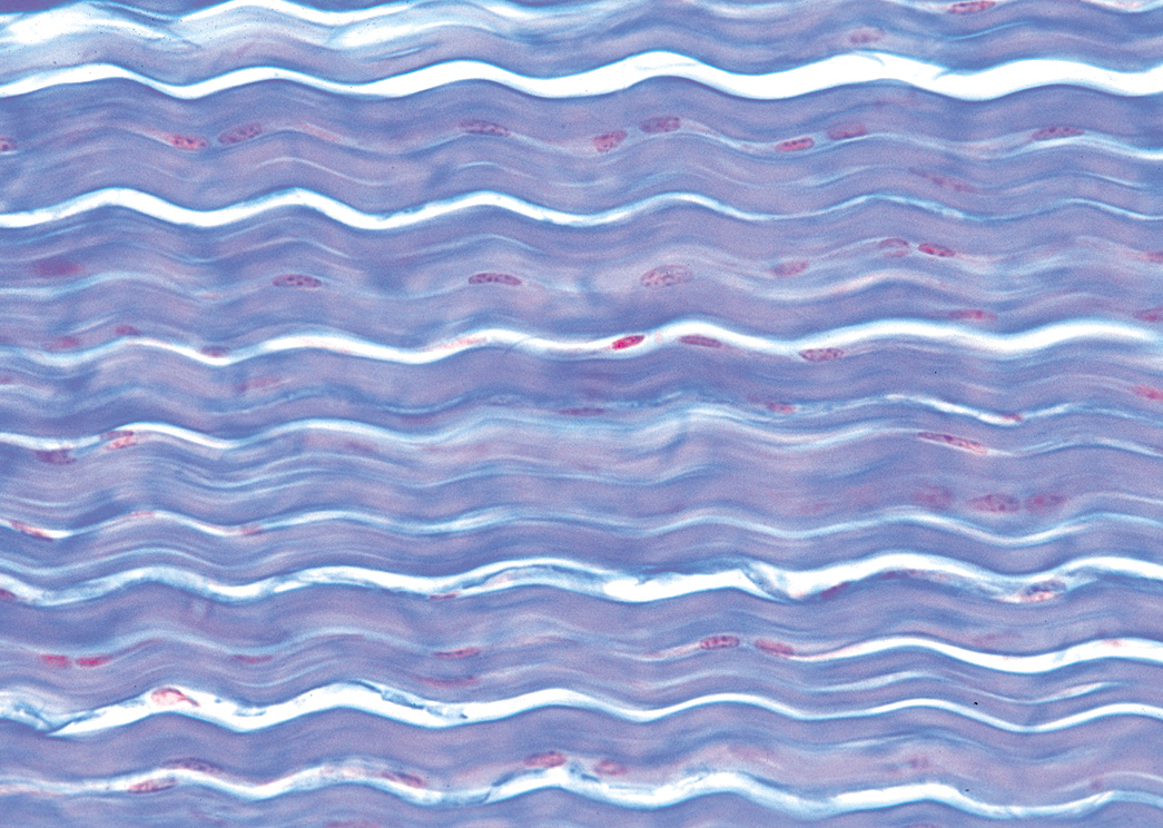 Sehne vom Rind, längs.Straffes Bindegewebe | LMS Lehrmittel-Service H ...