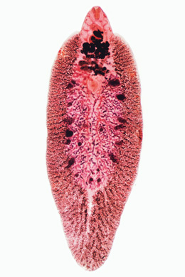 Parasiten, Basis CD | LMS Lehrmittel-Service H.Späth GmbH