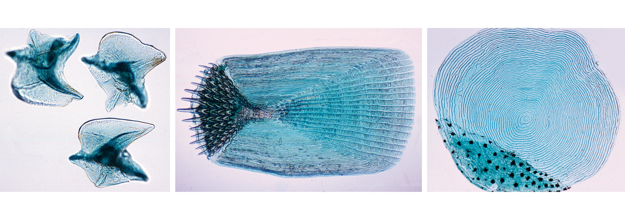 Fischschuppen-Typen Pi175f | LMS Lehrmittel-Service H.Späth GmbH