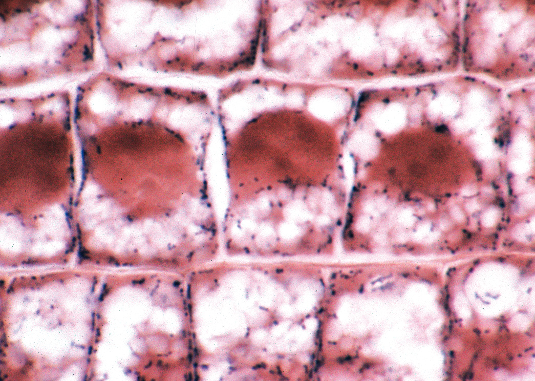 Mitochondrien As119g | LMS Lehrmittel-Service H.Späth GmbH